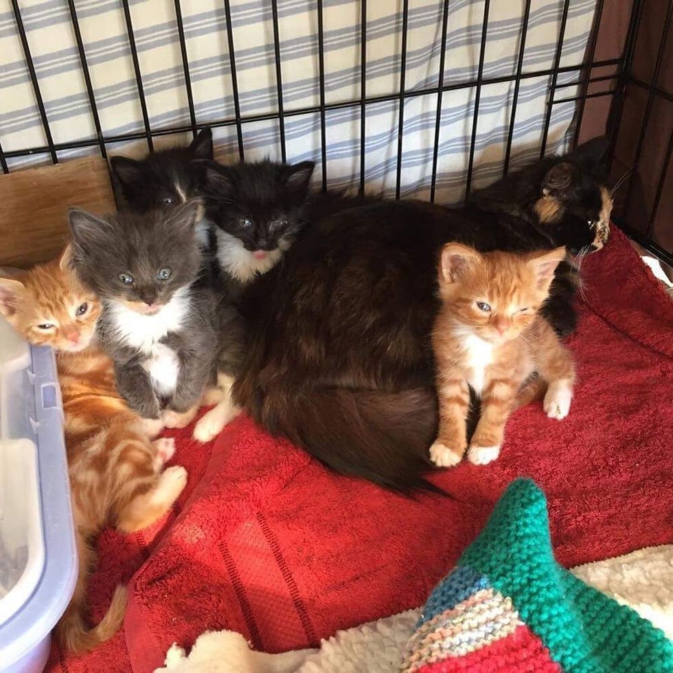 Kitten Who Stays Forever Tiny in Size, Is So Happy to Be Loved After ...