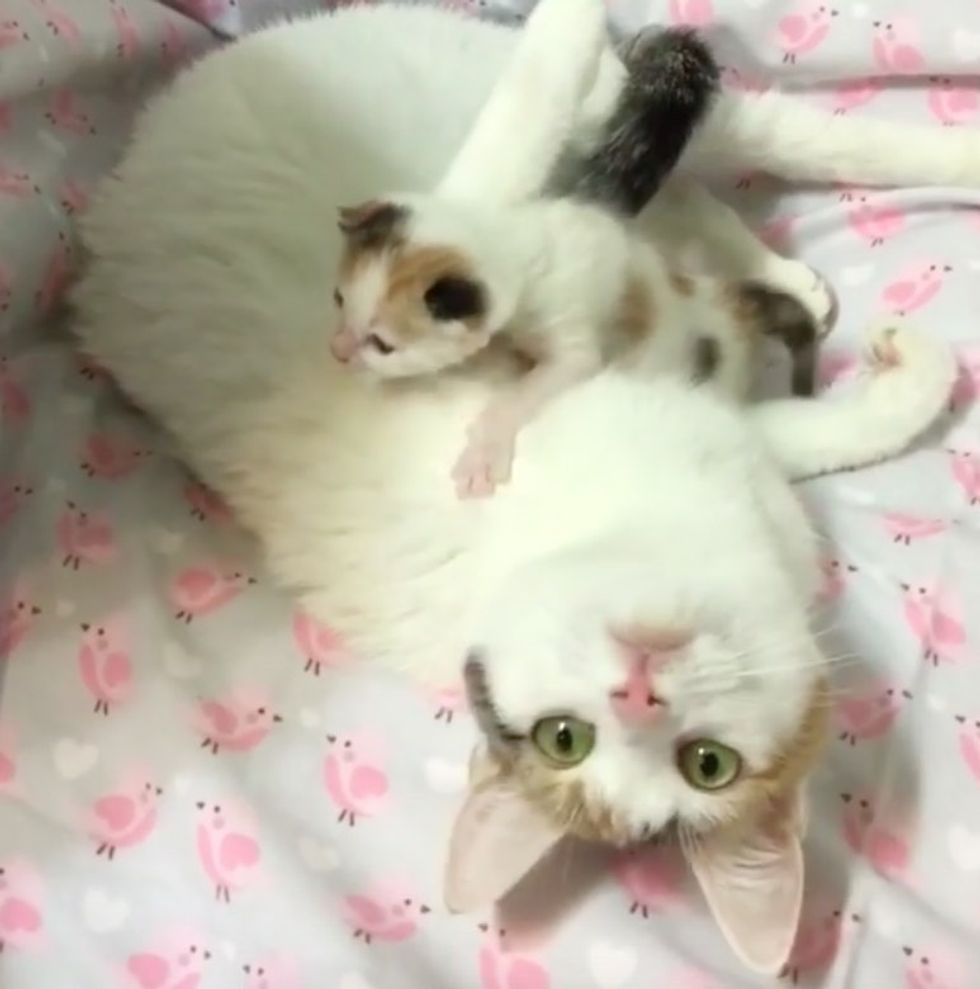 Cat Mama And Her Only Kitten Saved from Shelter - She Can't Stop ...