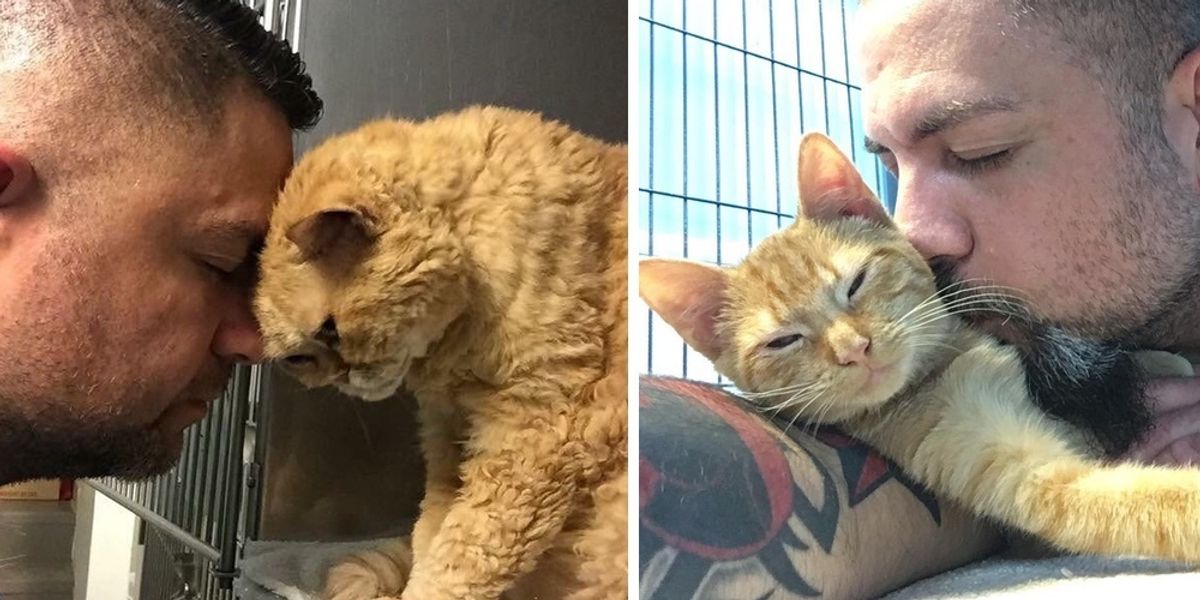 Man Has Best Job Where He Saves Cats and Kittens and Gives the ...