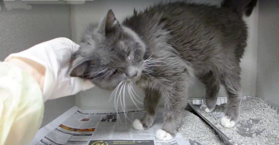 Super Senior Cat Turns 24, One Year After She Was Rescued From Shelter ...