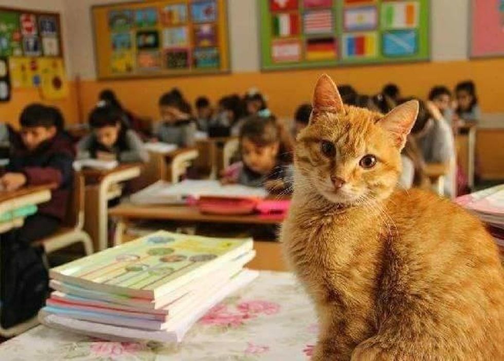 Stray Cat Wanders Into School Classroom and Decides to "Help" and Make ...