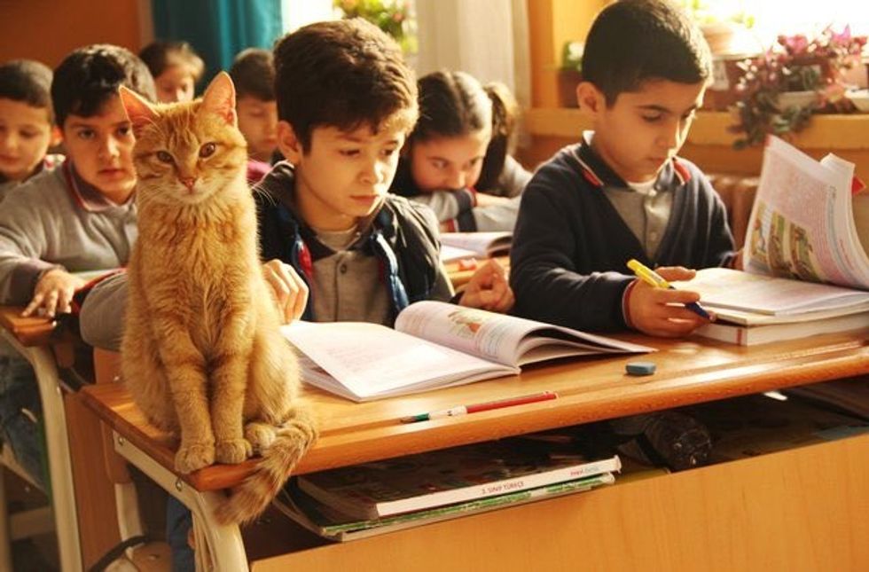 Stray Cat Wanders Into School Classroom and Decides to "Help" and Make ...