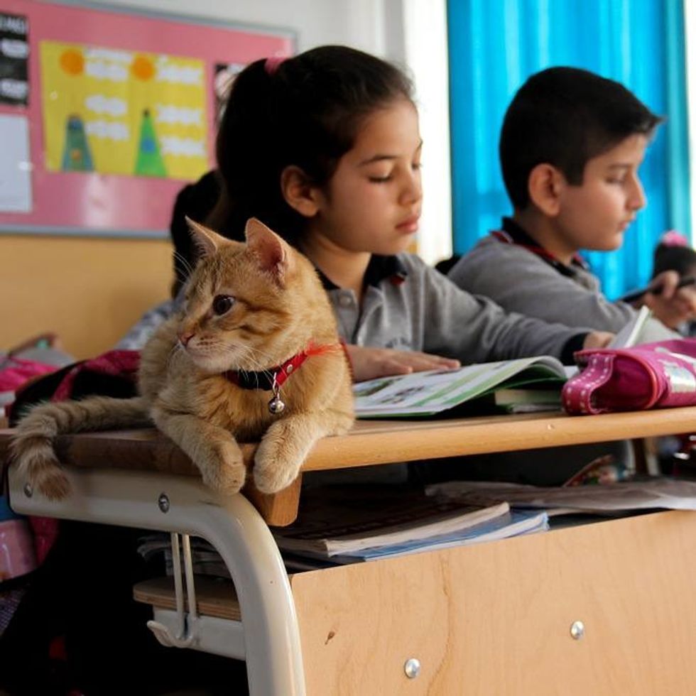 Stray Cat Wanders Into School Classroom and Decides to "Help" and Make ...