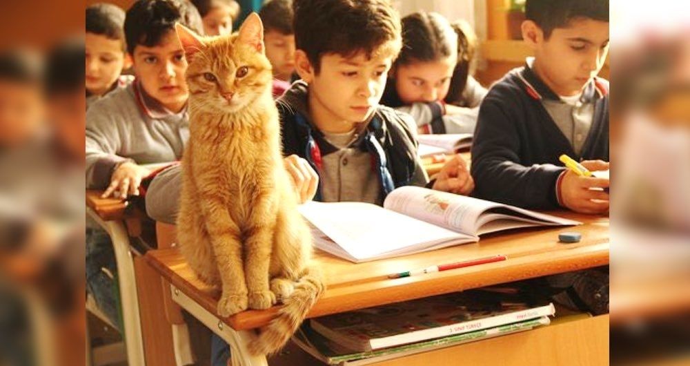 Stray Cat Wanders Into School Classroom and Decides to "Help" and Make ...