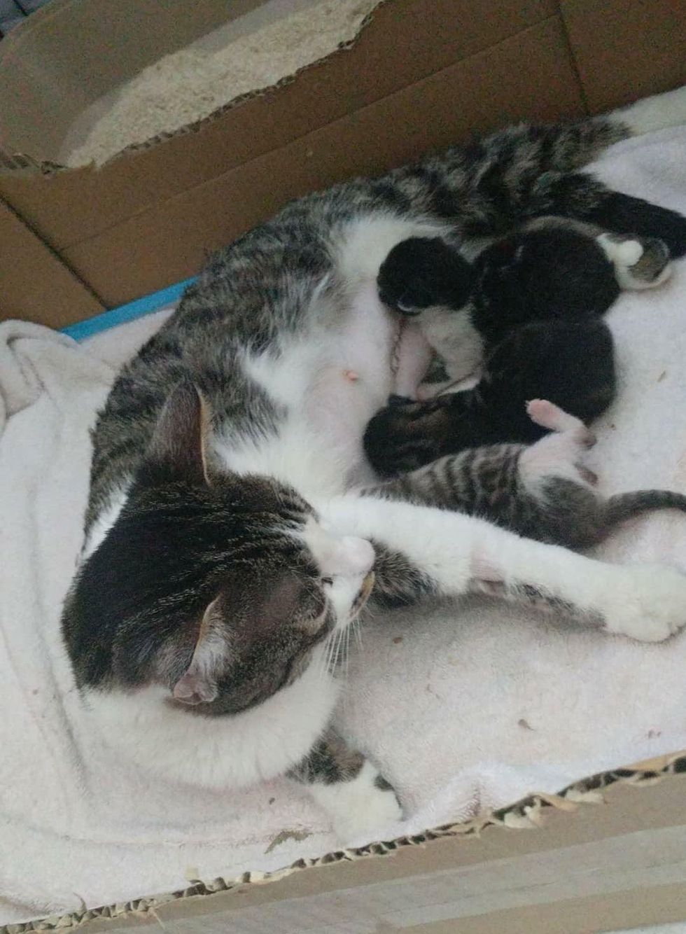 Cat Saved from Shelter, Surprises Rescuer With Newborn Kittens the Next ...
