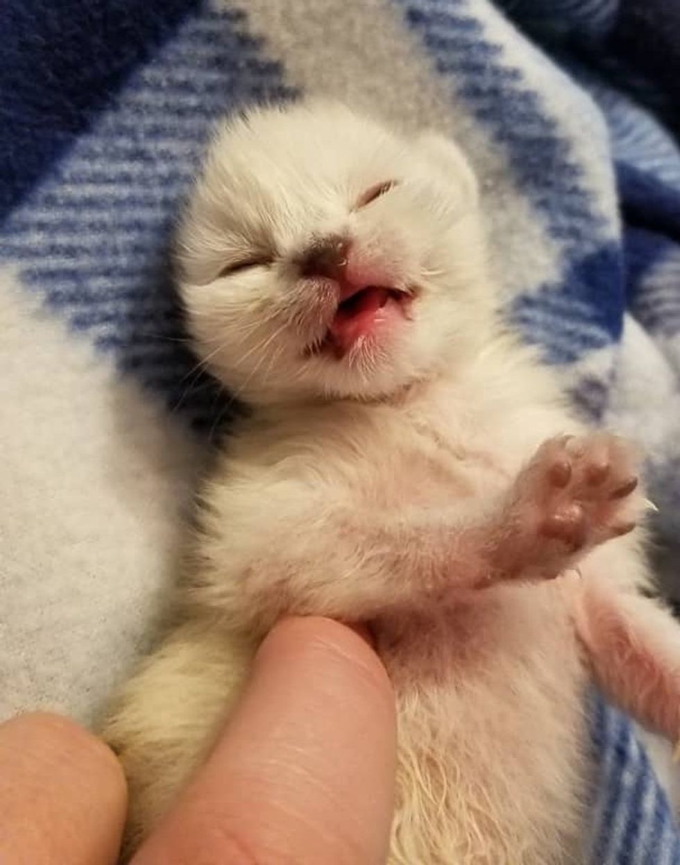 Cat Becomes Surrogate Dad to Newborn Kitten and Helps Save Her Life ...