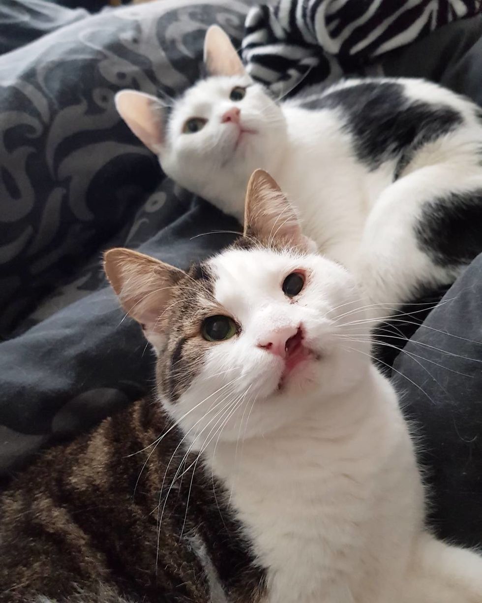 Shy Kitten With Cleft Lip Was Overlooked at Shelter Until a Woman Took ...