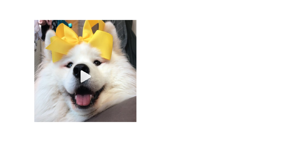 5 Of The Best Instagram Dogs To Instantly Brighten Your Day