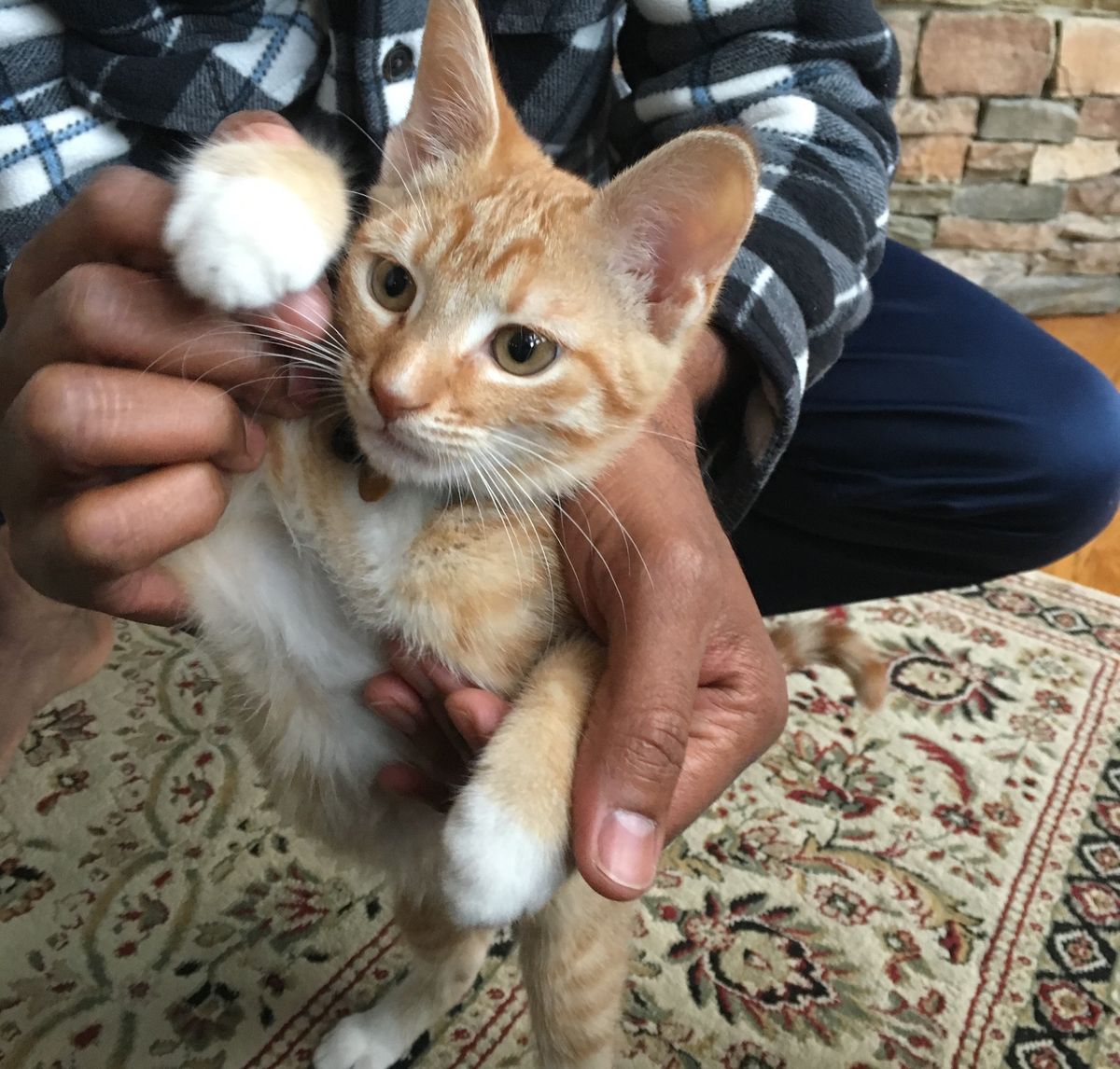 12 Of The Meowst Invalid Excuses That All Cat Haters Have Used