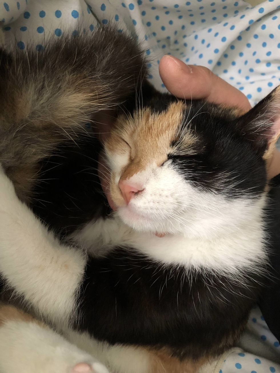 Tiny Kitten Rejected by Her Own Mom Finds Love in This Guy… - Love Meow