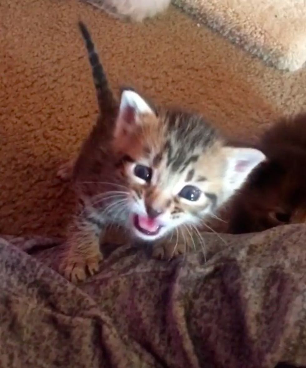 10-year-old Boy Calms Crying Abandoned Kitten and Finds Her a New Cat ...