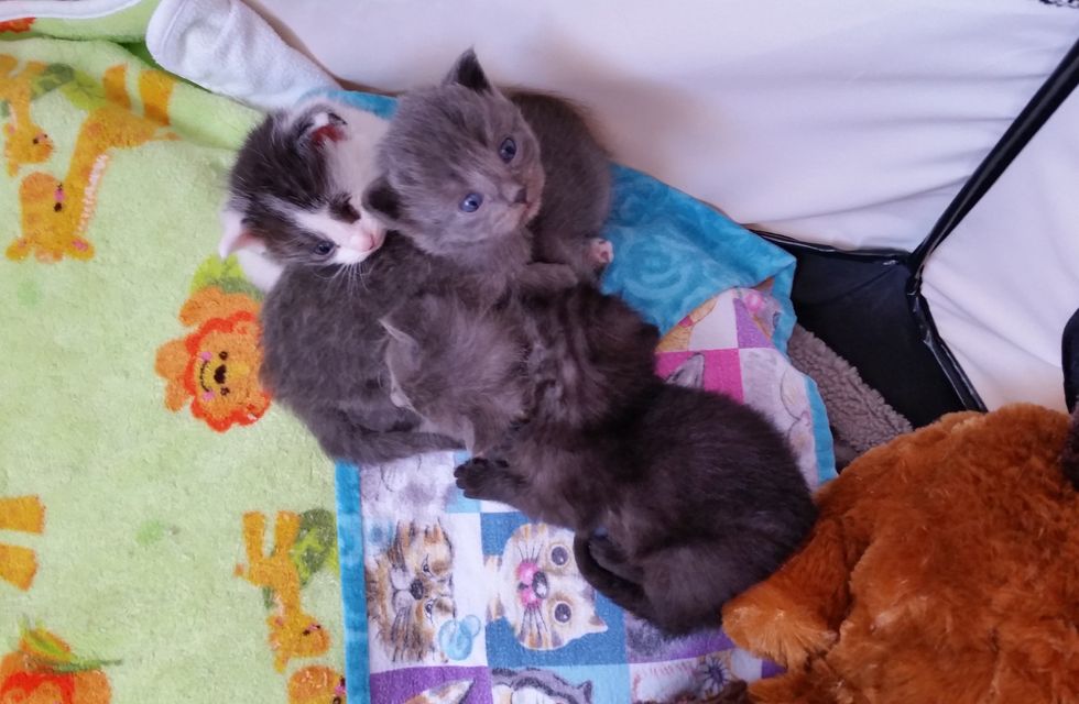 Man Found 8 Kittens Huddled Up in an Alley During the Bitter Cold and ...