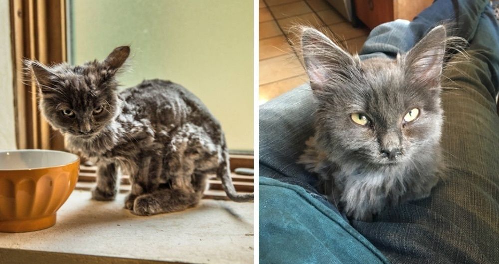 Scraggly Cat Found by the Road Comes Running When a Man Stopped for Her ...