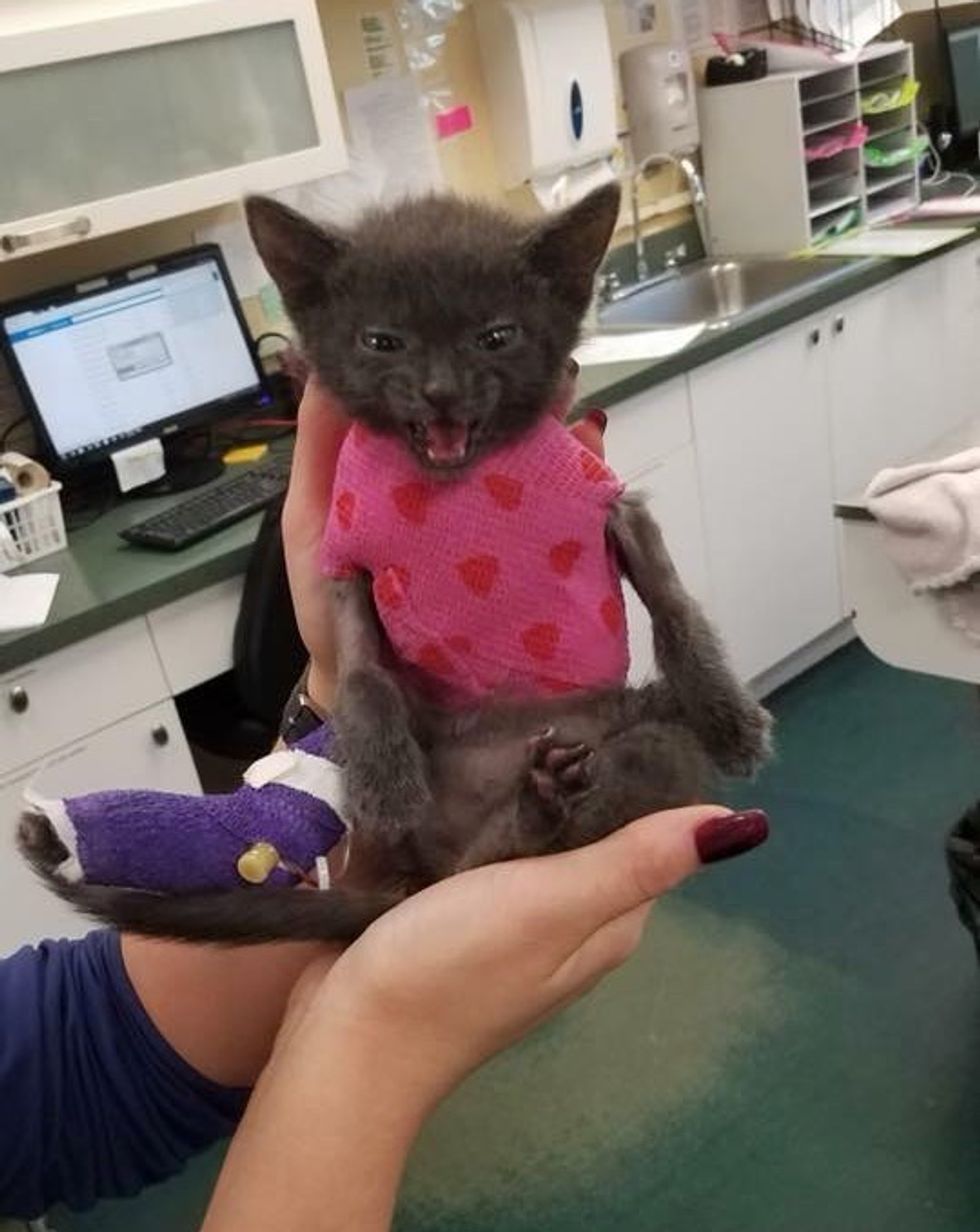 Kitten Cheated Death and Never Stopped Fighting and Purring Despite Her ...