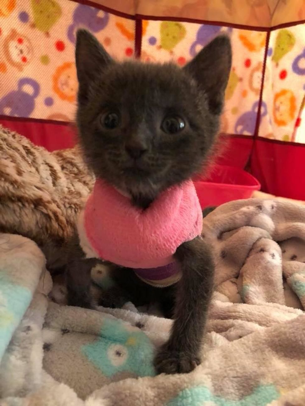 Kitten Cheated Death and Never Stopped Fighting and Purring Despite Her ...