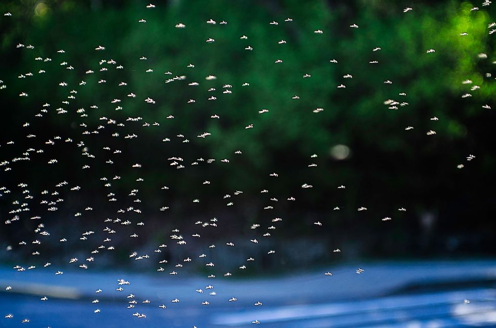 How autonomous cars can react like insects to avoid crashing - Gearbrain