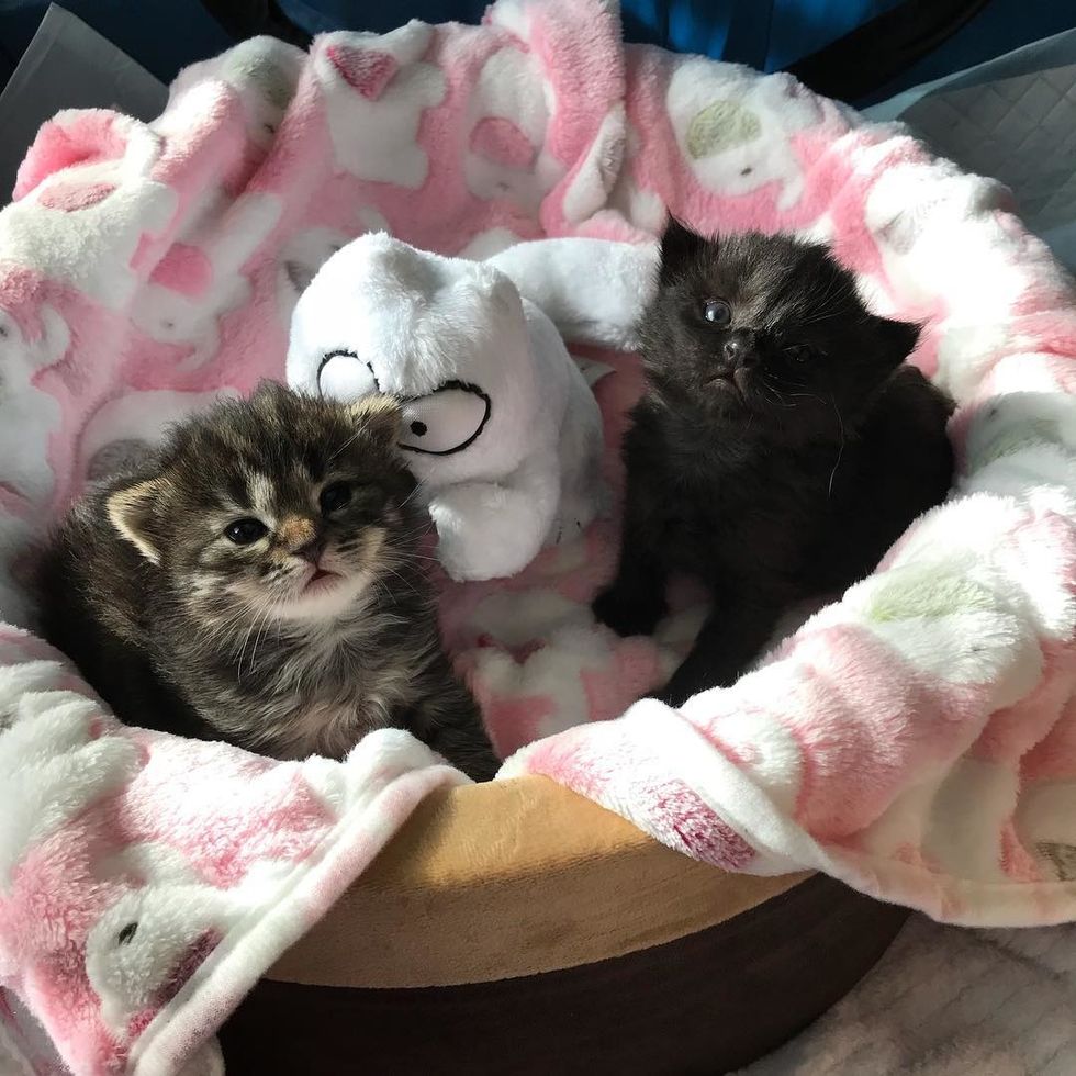 2 Orphaned Kittens Become Siblings to 3 Tinier Rescued Kittens in Need ...