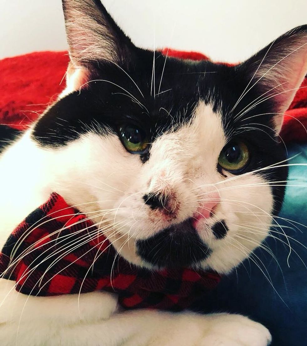 Woman Saves a 2-Nosed Cat While Other Shelters Turn Him Down - Love Meow