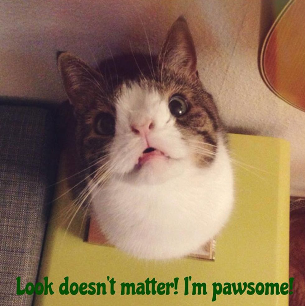 5 Famous Special Needs Cats And Their Inspirational Stories