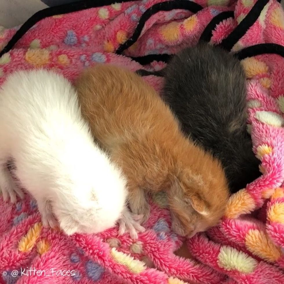 Cat Mom Takes In Orphaned Kittens and Raises Them as Her Own - Love Meow