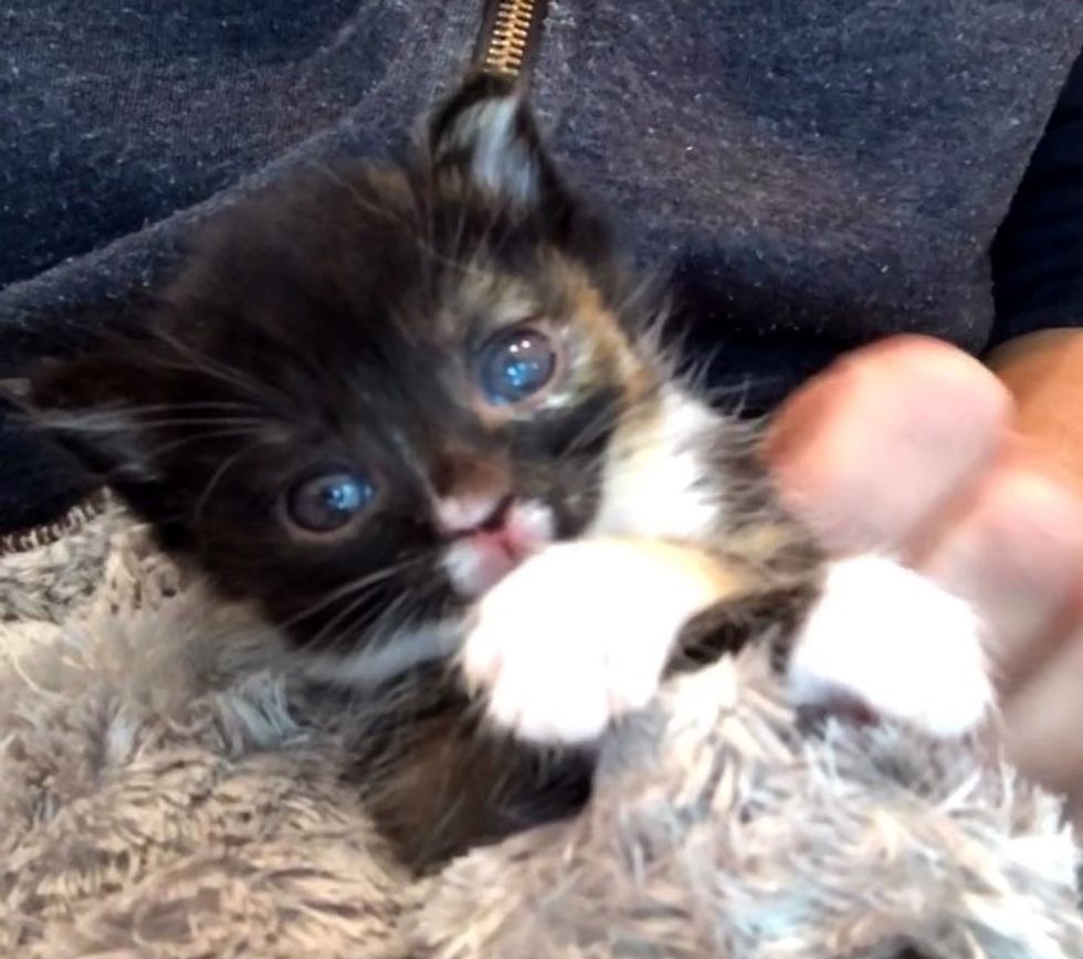 Kitten with Cleft Palate No One Knew Would Survive Her First Night ...