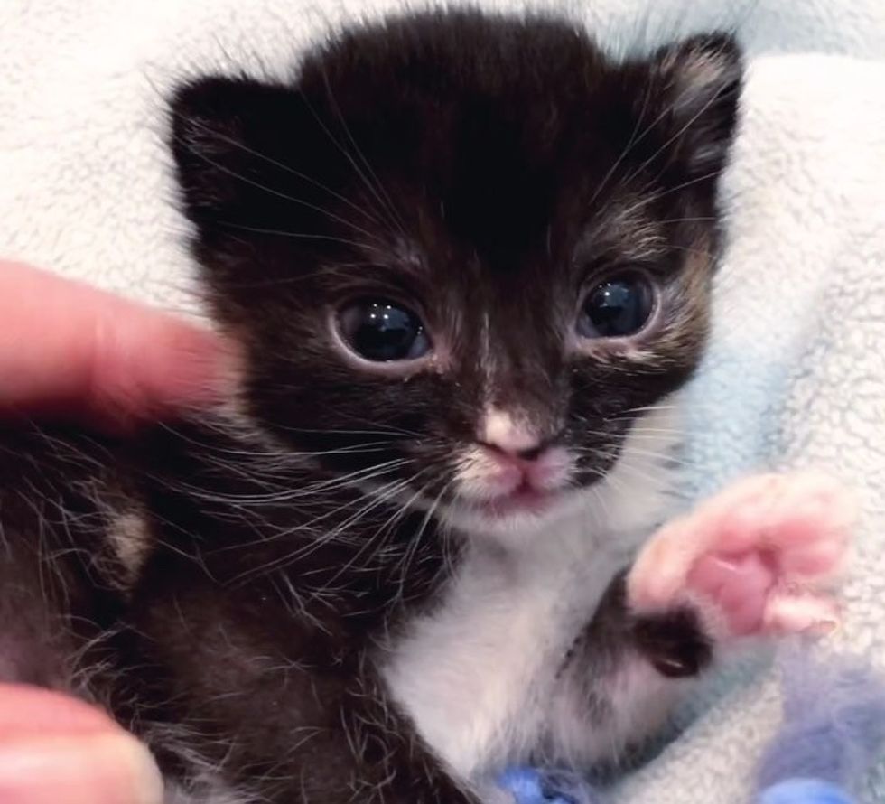 Kitten with Cleft Palate No One Knew Would Survive Her First Night ...