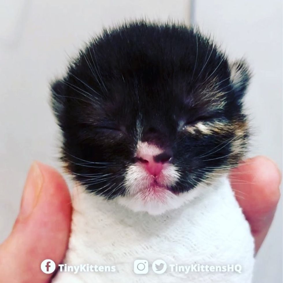 Kitten with Cleft Palate No One Knew Would Survive Her First Night ...