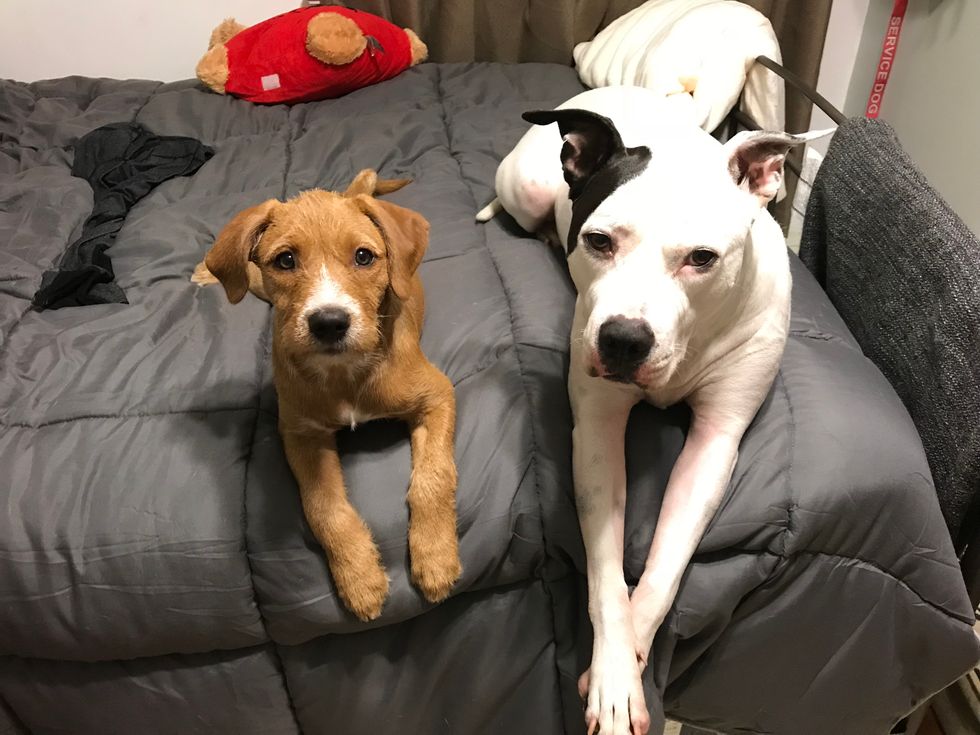 What My Two Dogs Taught Me