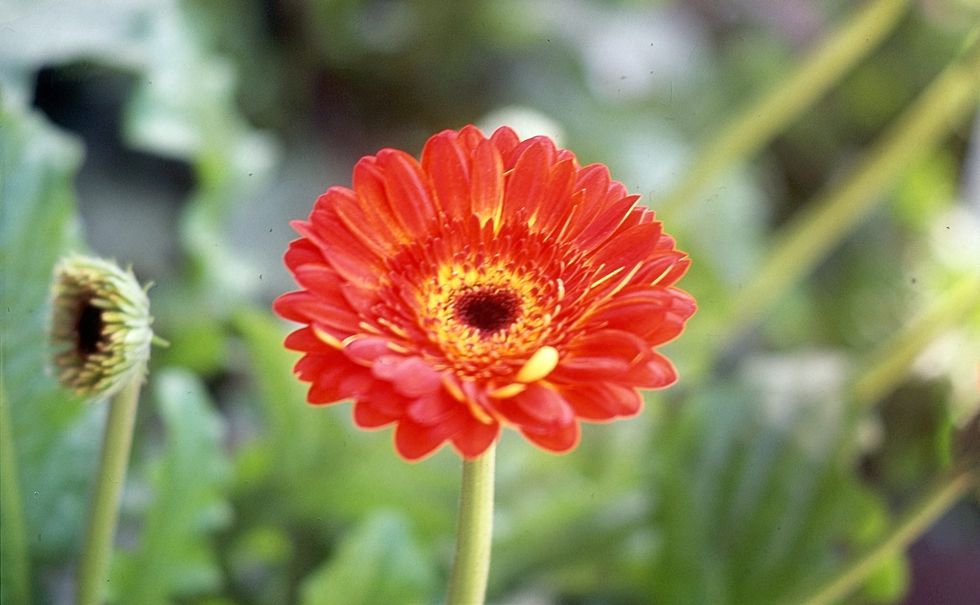 9 Plants That Will Turn Your Garden Into A Summer Rainbow