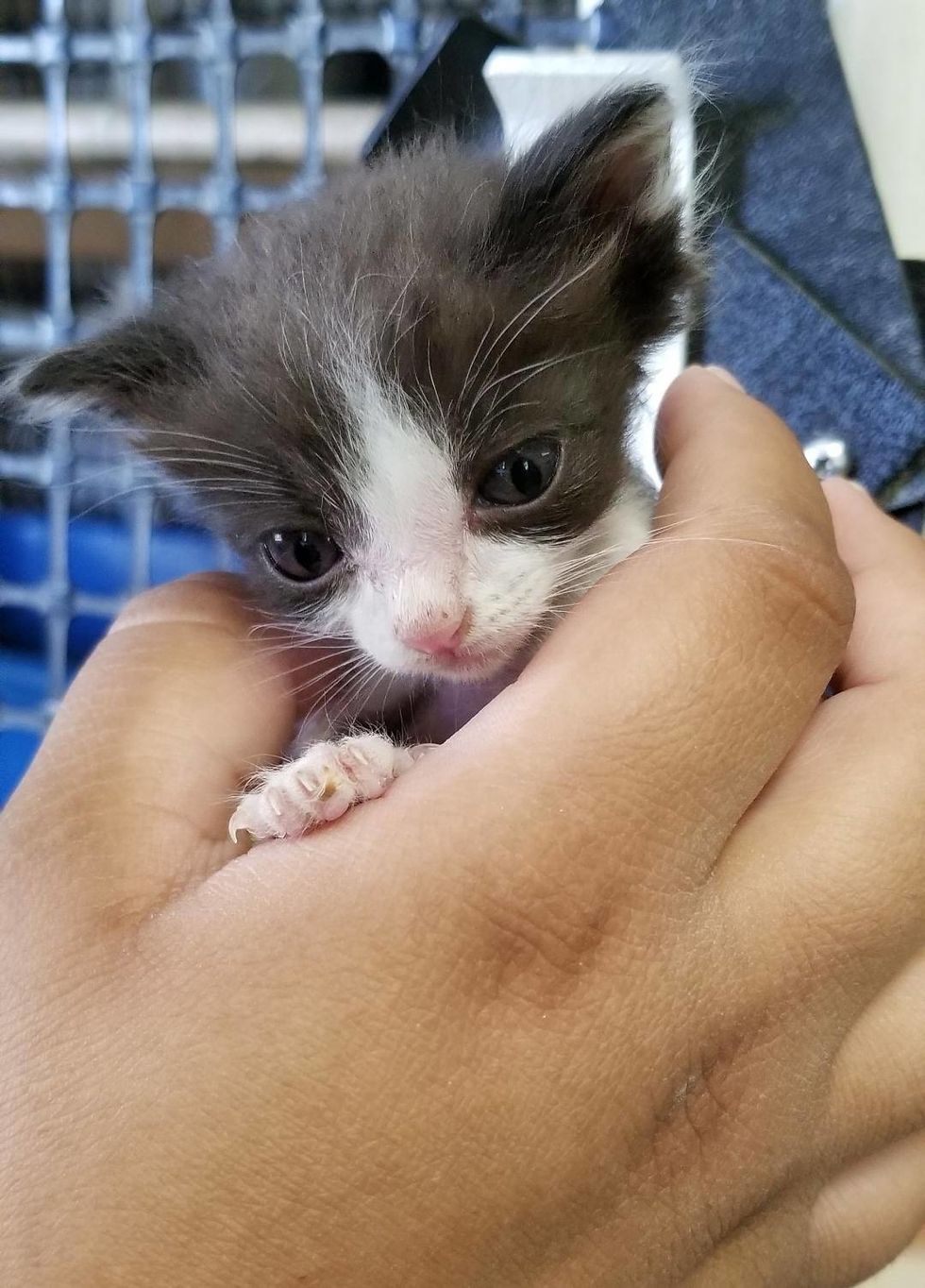 Runty Kitten Rejected by His Cat Mom, Finds Comfort Swaddled in Blanket ...