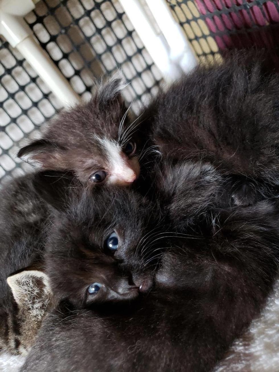 Runty Kitten Rejected by His Cat Mom, Finds Comfort Swaddled in Blanket ...