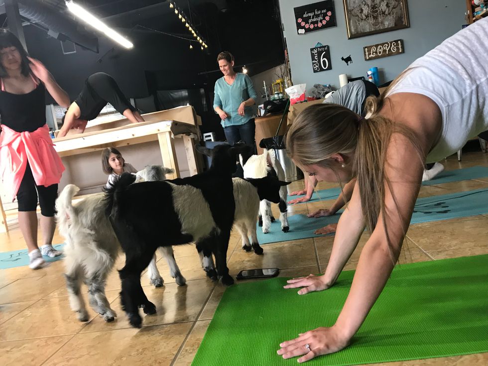 11 G.O.A.T Goat Puns To Caption Your Goat Yoga Instagram Post With