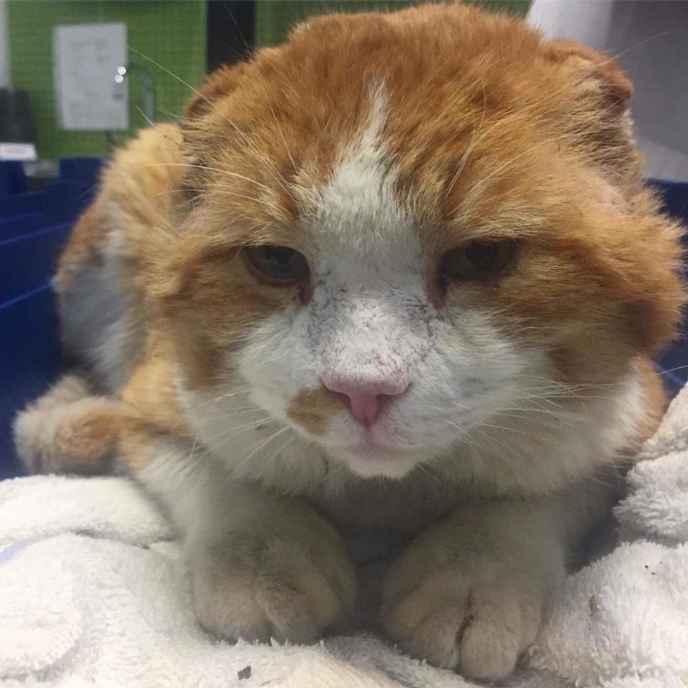 Woman Saves Earless Cat From Sad Life and the Kitty Can't Get Enough of ...