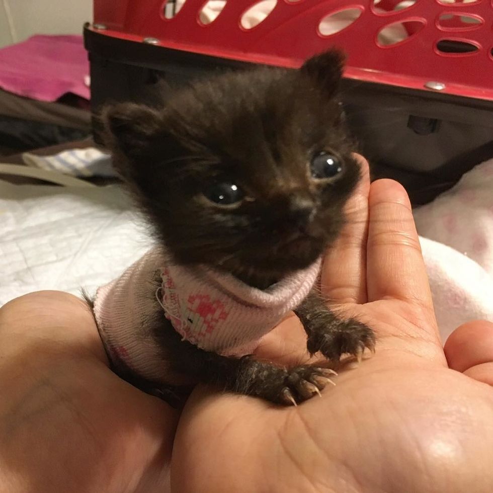 Kitten with Large Head and Small Body Determined to Grow Despite the ...