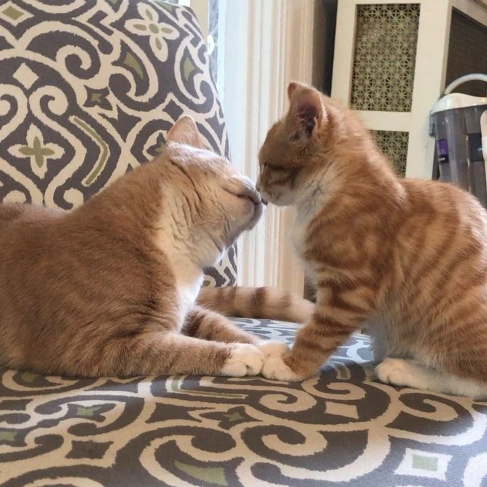 2 Shy Kitten Sisters Learn to Trust and Love from Blind Ginger Cat ...