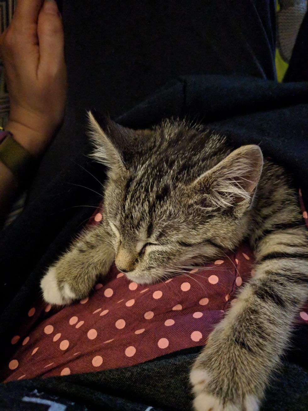 Frightened Kitten Saved from Busy Street, Finds Someone to Love and Won ...