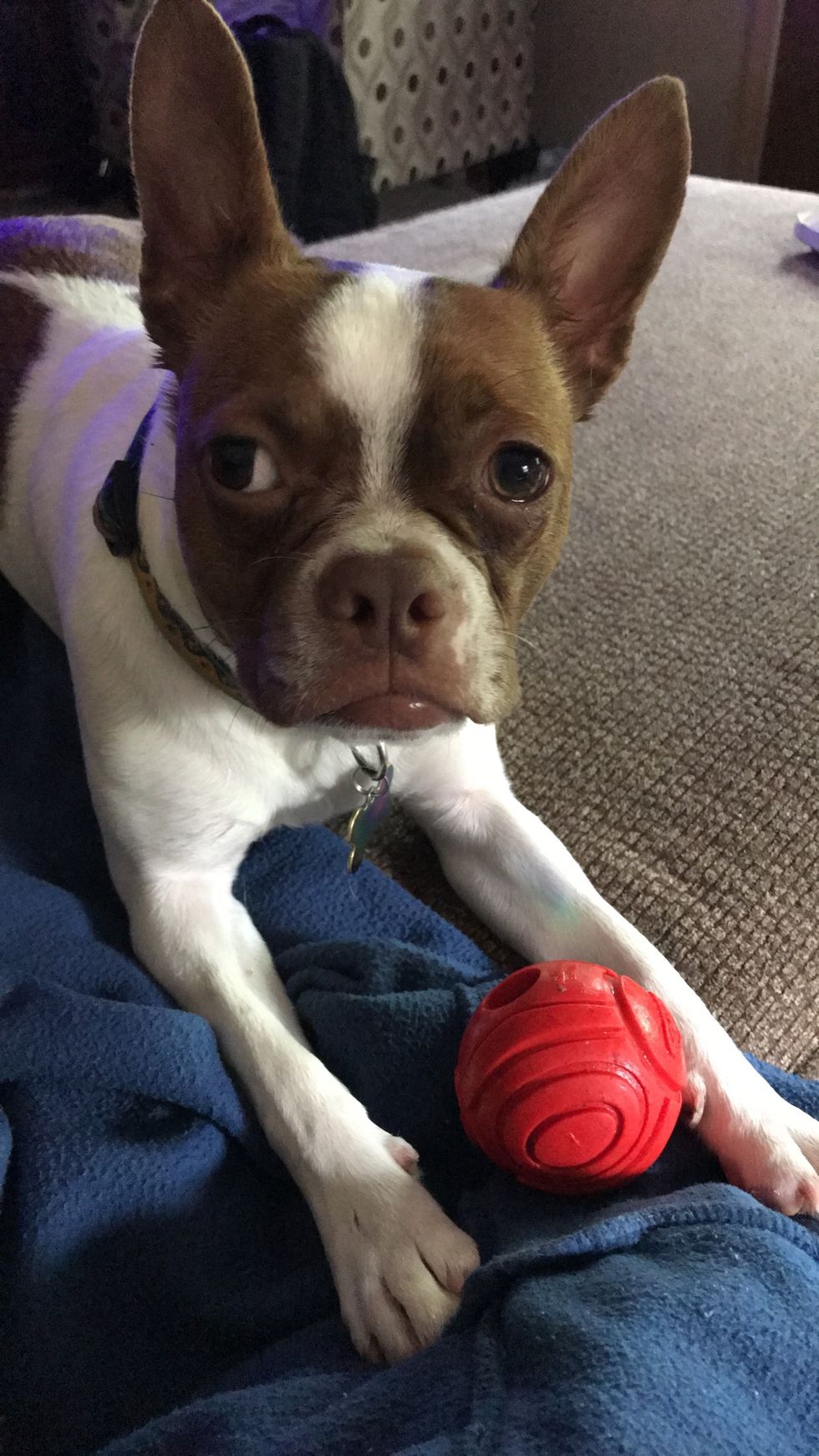 17 Reasons Boston Terriers Are The Best