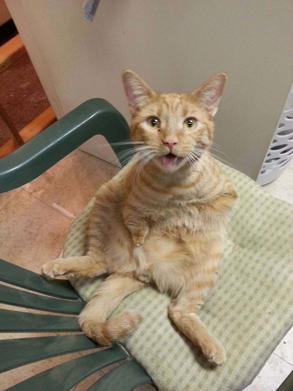 Cat Born with 2 Legs Rescued from Street, Hops His Way into Woman's ...