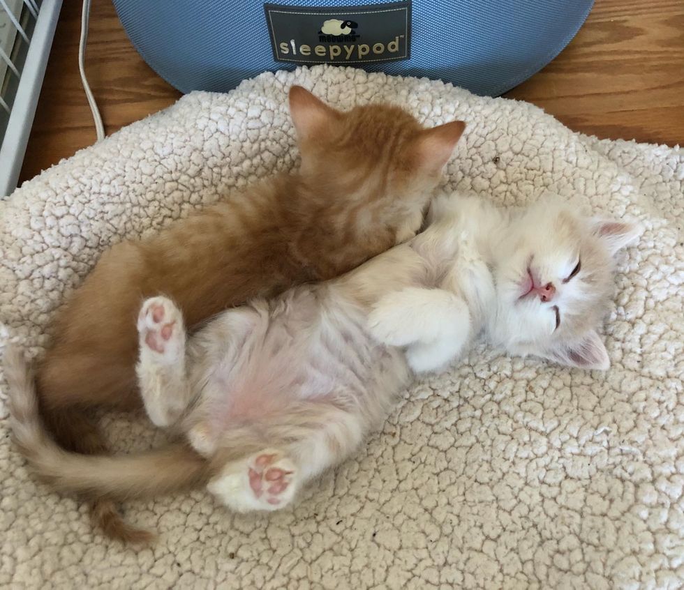 Kitten Comforts His 2 Brothers with Deformity and Won't Leave Their ...