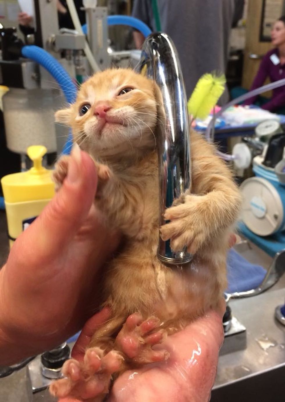 Kitten Comforts His 2 Brothers with Deformity and Won't Leave Their ...