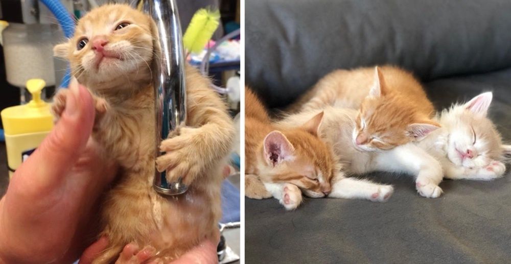 Kitten Comforts His 2 Brothers with Deformity and Won't Leave Their ...