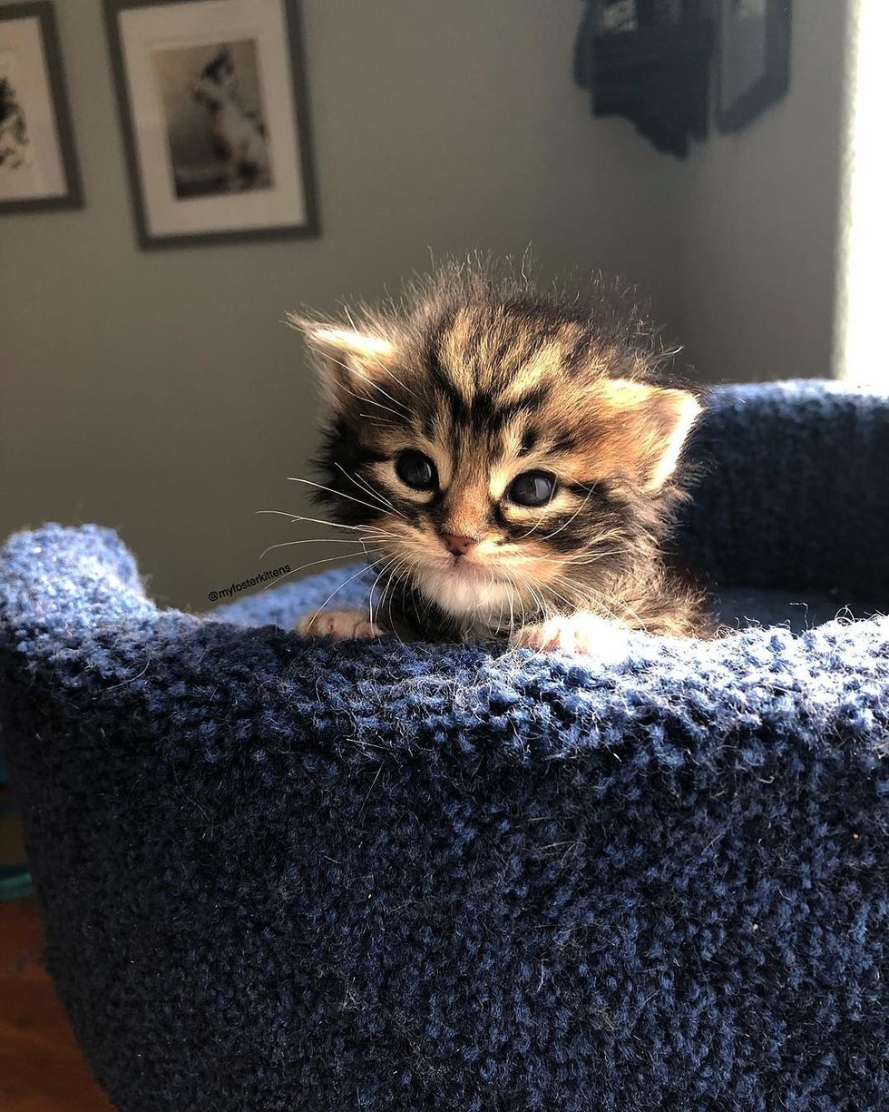 Kitten Found Abandoned in a Bush Just Hours Old, Has Her Life Turned ...