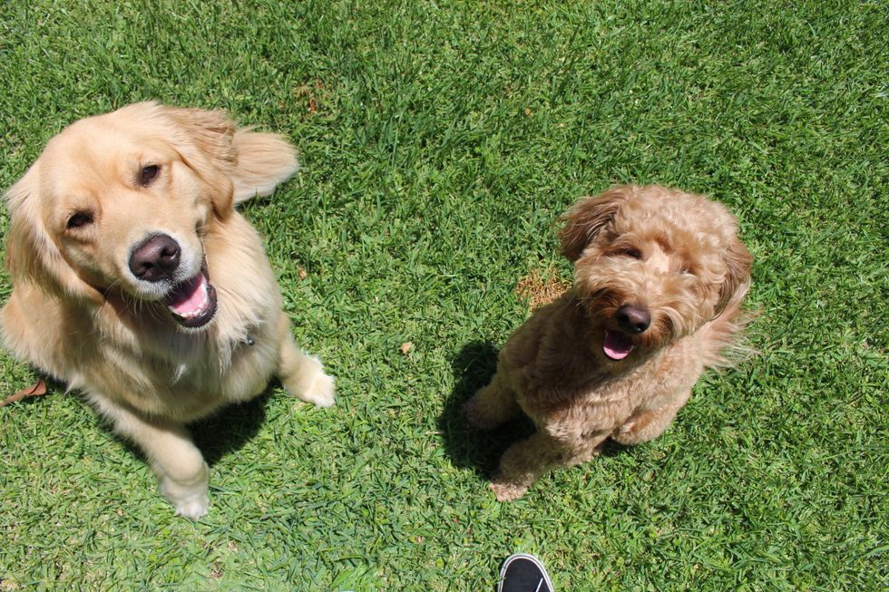 Iliza Shlesinger is funny.