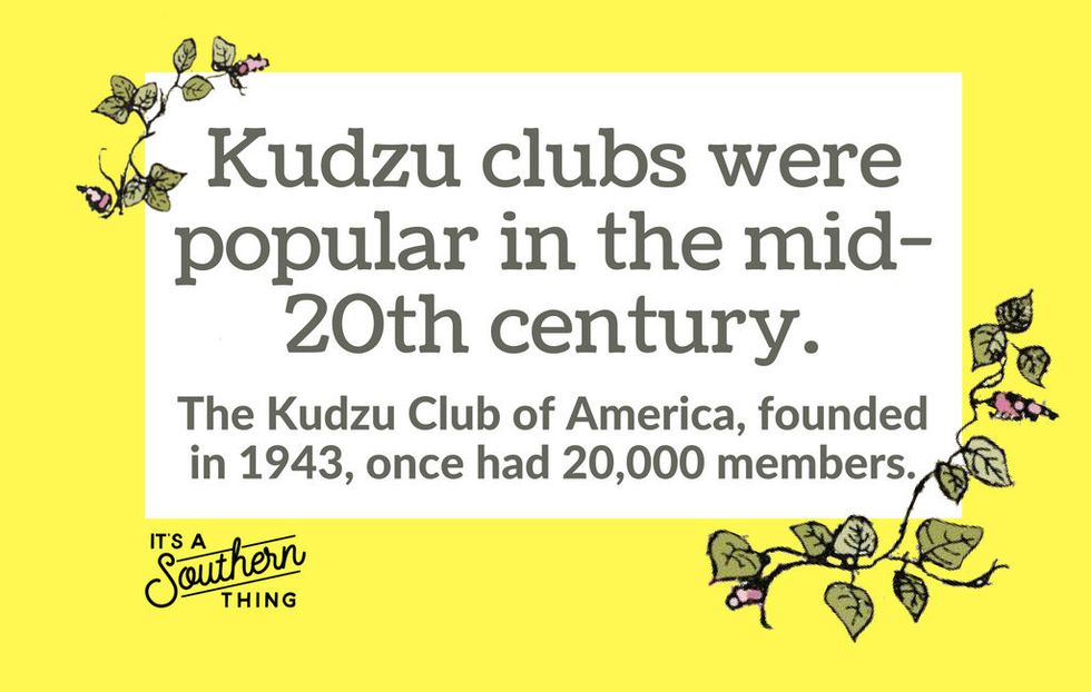 15 things to know about kudzu - It's a Southern Thing