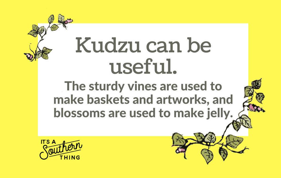 15 things to know about kudzu - It's a Southern Thing