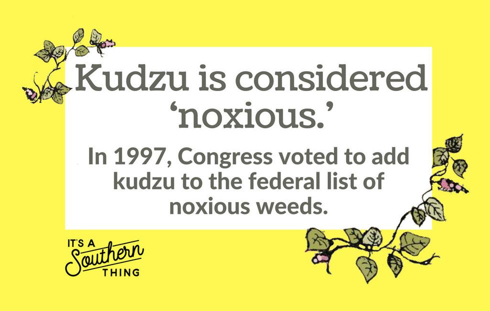 15 things to know about kudzu - It's a Southern Thing