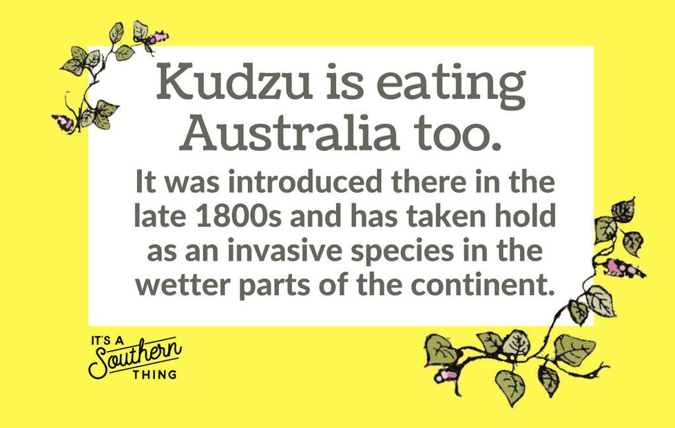 15 things to know about kudzu - It's a Southern Thing