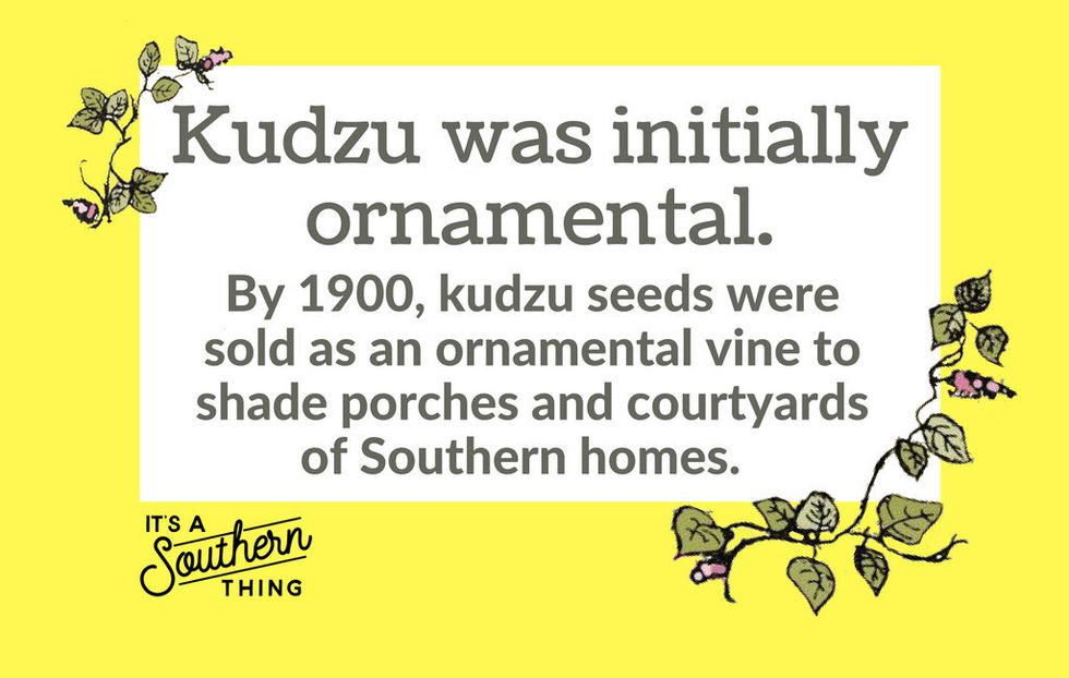 15 things to know about kudzu - It's a Southern Thing