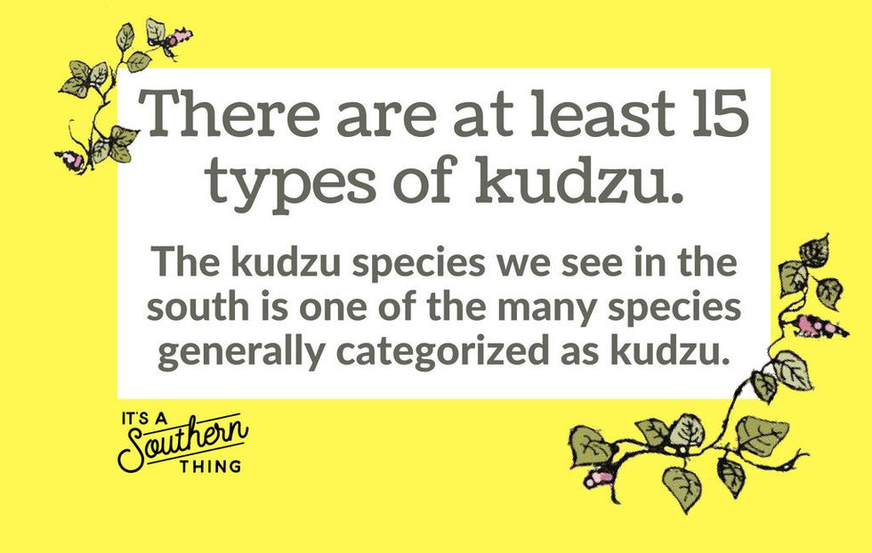 15 things to know about kudzu - It's a Southern Thing