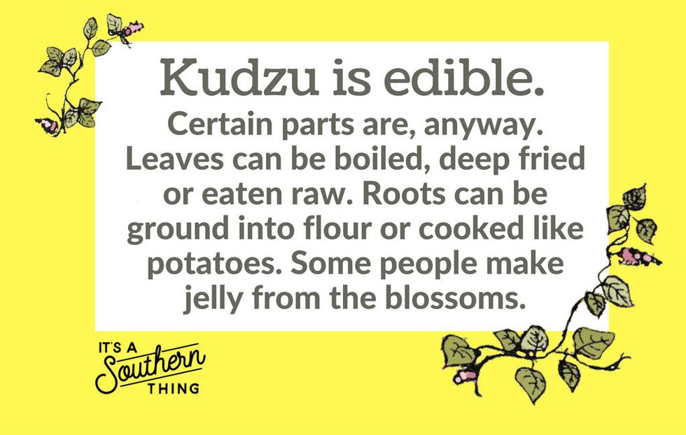 15 things to know about kudzu - It's a Southern Thing
